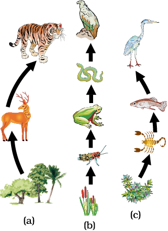 Our Environment - NCERT Class 10 Science