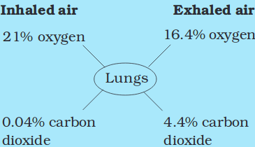 [Solved] What is the percentage of carbon dioxide in the air exhaled