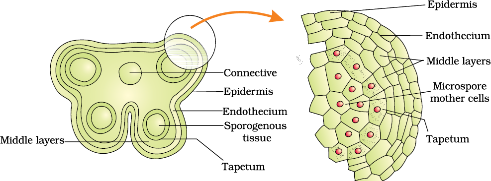 Sexual Reproduction In Flowering Plants - NCERT Class 12 Biology
