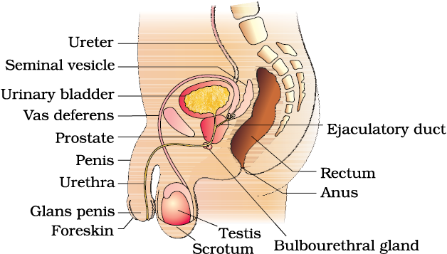 Male Reproductive System Diagram Side View Human Anatomy