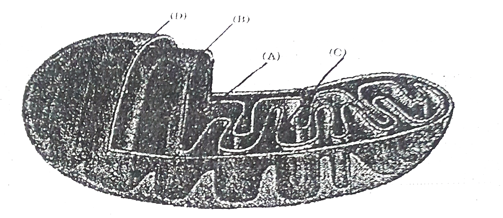 Part (B) : Inner membrane – forms infoldings called cristae