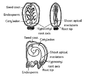 Which of the following statements are true related to X? (i) X is