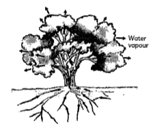 The figure below shows the movement of water a tree. Based on the