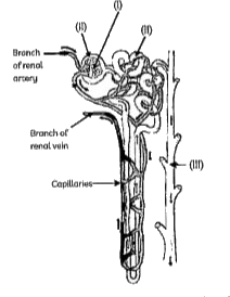 Observe the diagram of structure of nephron. Match the labeling r