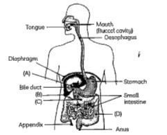 Study the diagram of the human alimentary canal given below in which f