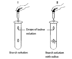 A student performed an activity to understand the role of saliva in di
