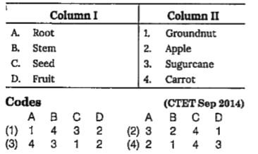 Match the edible parts of plants in Column I with those in Column II.