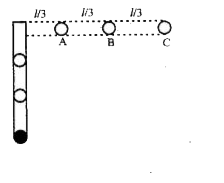 A light rod carries three equal masses A, B and C. What will be the ve