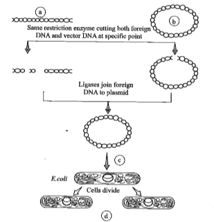a-foreign DNA , b - vector DNA , c- transformation , d- rDNA technolog