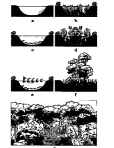 Identify the correct sequence of the stages in 10 hydrarch succession.