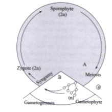 a—Diplontic life cycle, b—haplodiplontic life cycle, c—haplontic life