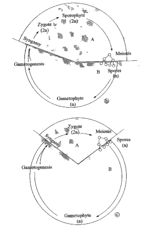 a—Diplontic life cycle, b—haplodiplontic life cycle, c—haplontic life