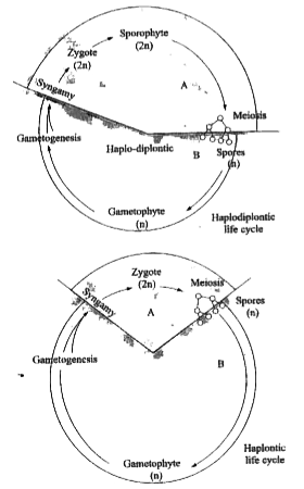 a—Diplontic life cycle, b—haplodiplontic life cycle, c—haplontic life