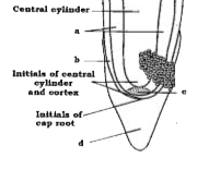 a-cortex, c-protoderm, b-root apical meristem, d-root cap