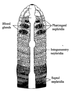 b-blood glands, a- septal nephridia, c- integumentary nephridia, d-pha