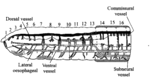 b-dorsal vessel, a- ventral vessel, d-commissural vessel, e-lateral oe