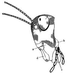 b-maxilla, a-mandible, c-labium, d-labrum