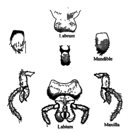 b-maxilla, a-mandible, c-labium, d-labrum