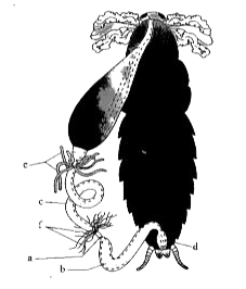 c-midgut, a-ileum, e-Malpighian tubules, f- hepatic caecae, d-rectum,