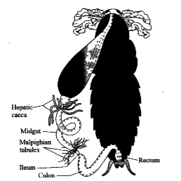 c-midgut, a-ileum, e-Malpighian tubules, f- hepatic caecae, d-rectum,