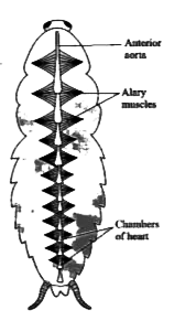 a- anterior aorta, b-alary muscles, c-chambers of heart