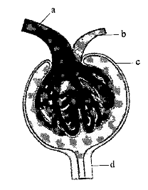 Recognise the figure. 1. 'a' is the fine branch of renal vein 2