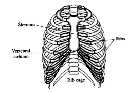 d-ribs, c-vertebral column, a-rib cage, b--- sternum