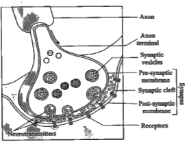 a-synaptic vesicles, b-axon terminal, c-post synaptic membrane, eurotr