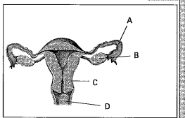 [Telugu Solution] Label parts of A,B,C,D above drawn Human female repr