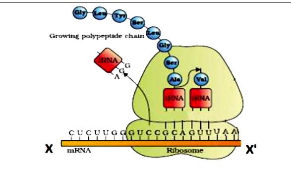 Identify the polarity of x to x’ in the diagram below and mention how