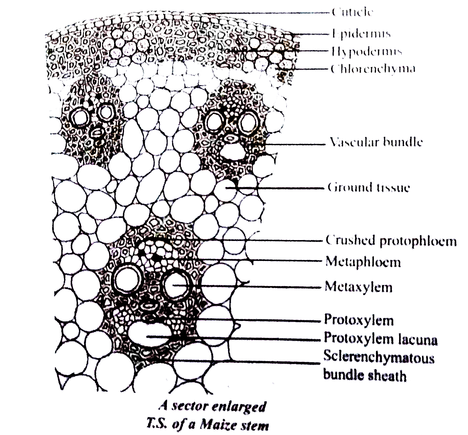 Karbunt Monocot Karbunt Monocot
