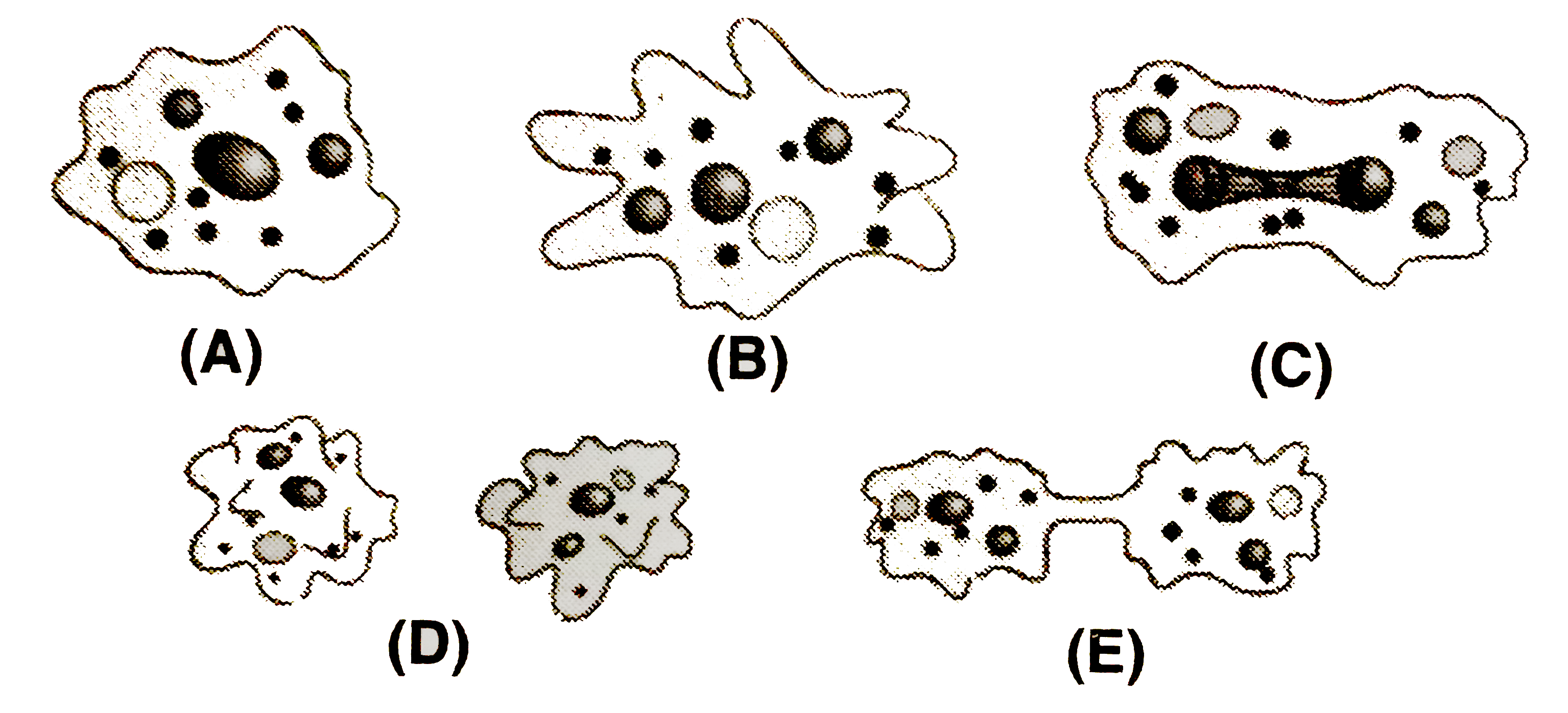 The Diagrams Gives Below Represent Different Vegetative Propagules In