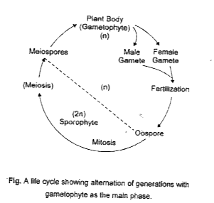 Describe different types of life cycles in plants.