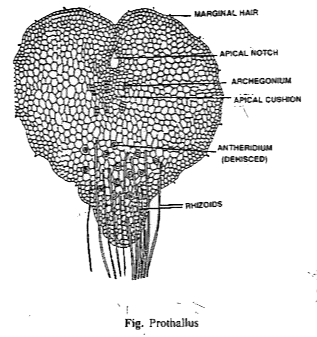 Write a note on Prothallus.