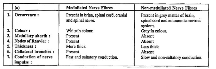 Distinguish between : Medullated and Non-medullated nerve fibre