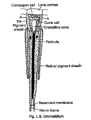 Write a note on compound eye