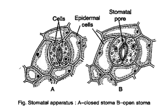 Discuss the mechanism of opening and closing of stomata.