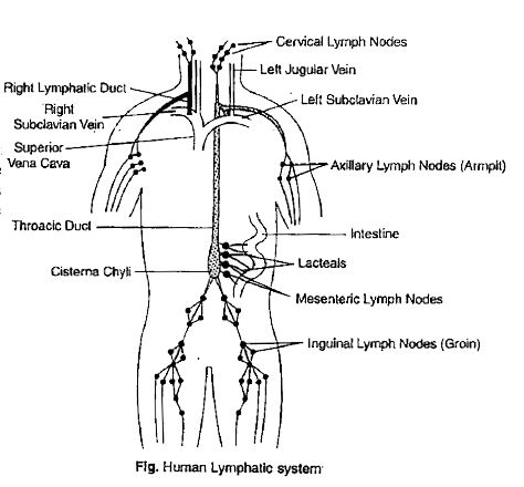 Explain the terms : (a) Lymphatics (b) Lymph nodes.