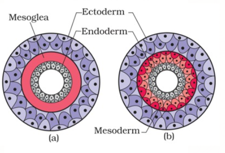 The animals possessing the following type of germ layers (A and B) are