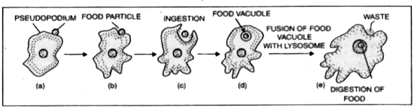 Explain nutrition in Amoeba.