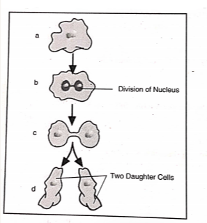 The following diagram shows which process of assexual reproduction of