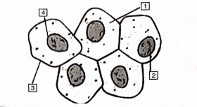 The following picture shows the cells of the cheek of a human being. L