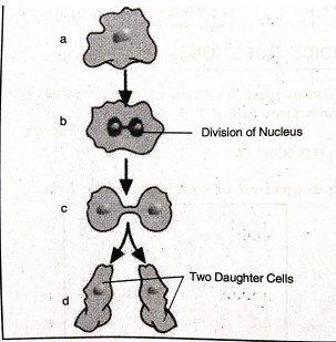 The following Diagram shows which process of sexual reproduction of amoeba?