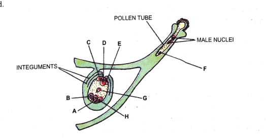 [Punjabi Solution] ADDITIONAL QUESTIONS : The diagram below shows a g