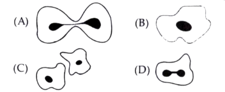 Given below are the stages of binary fission in Amoeba. Which one out