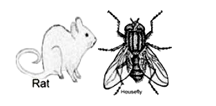 Draw picture of any two animals that live in our house uninvited. Writ