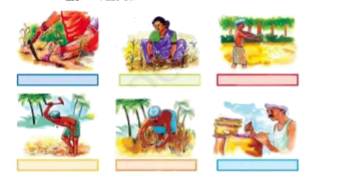 Many steps are needed to grow crops. Look at the pictures and mark t