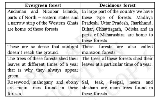 What is the difference between evergreen forest and deciduous forest?
