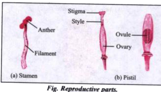 Sketch the reproductive parts of a flower.