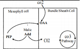 [Marathi Solution] Correct the pathway and name it